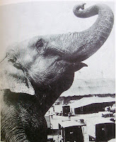 Ay, Constanza!!!: Modoc de Ralph Helfer