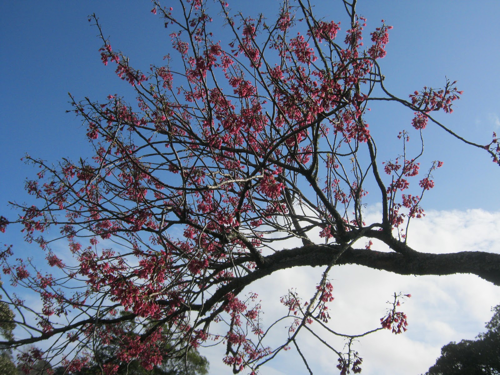 my walk with food and beautiful plants and flowers: Taiwanese cherry ...