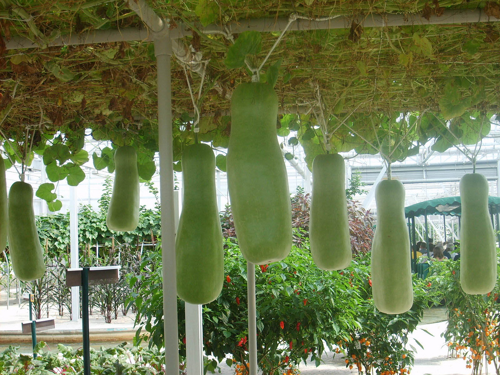 paradis express: Hanging gourds