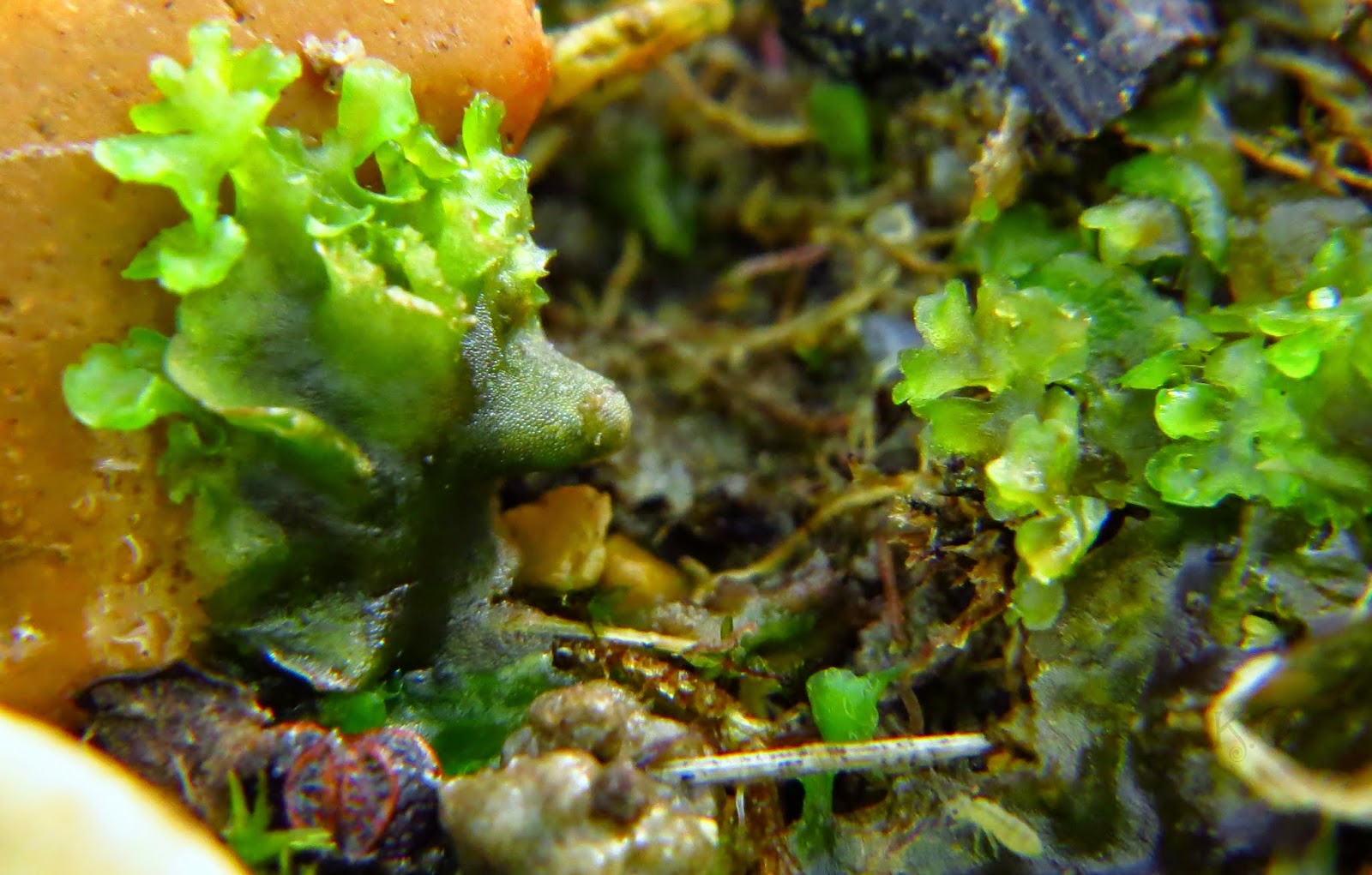 Northwest Norfolk Naturalists: Searching for Liverworts with Julia Masson