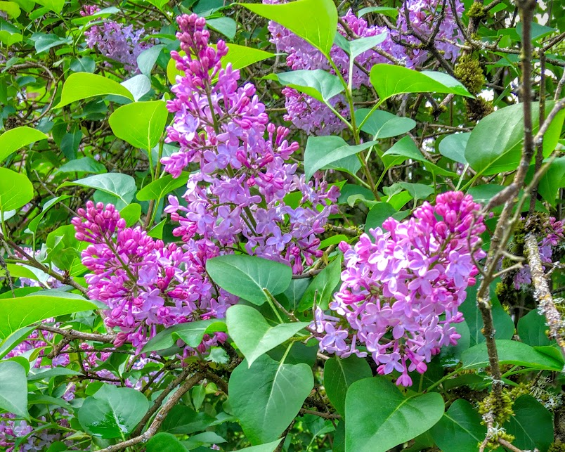 Shoreline Area News: In the Garden Now ... Common Lilac