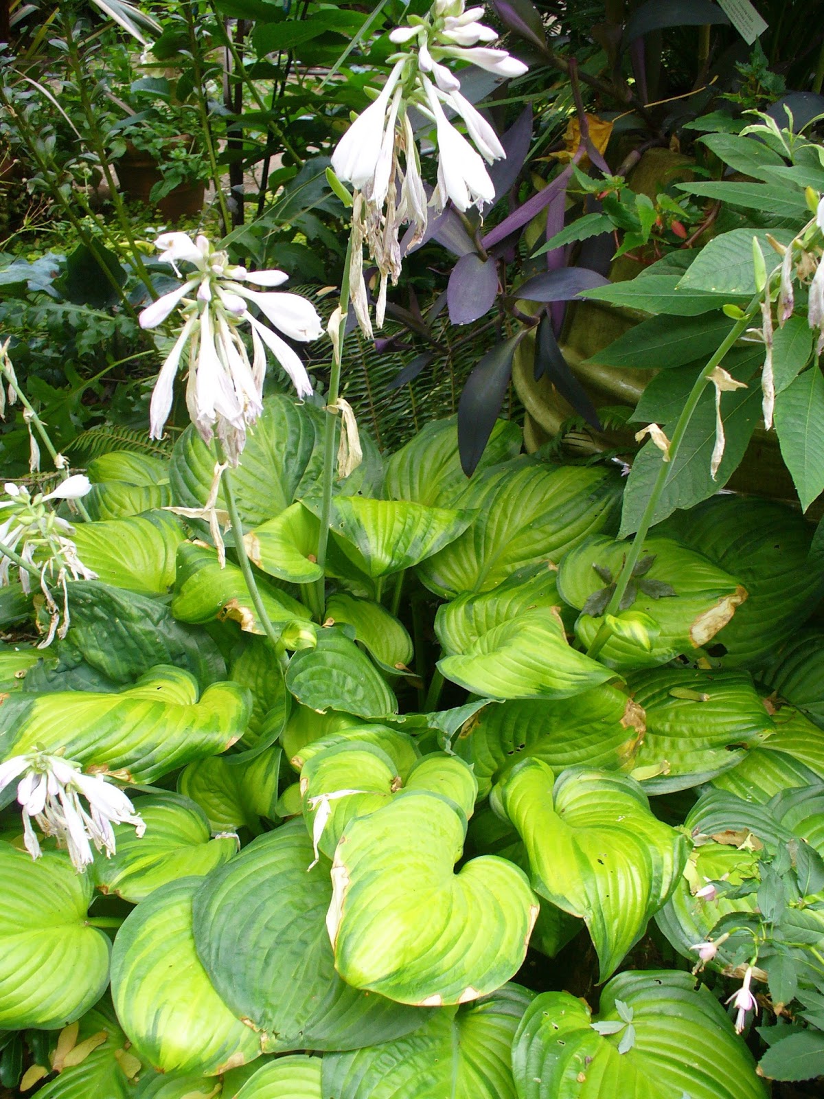 Hosta Heaven – Plant Something Oregon