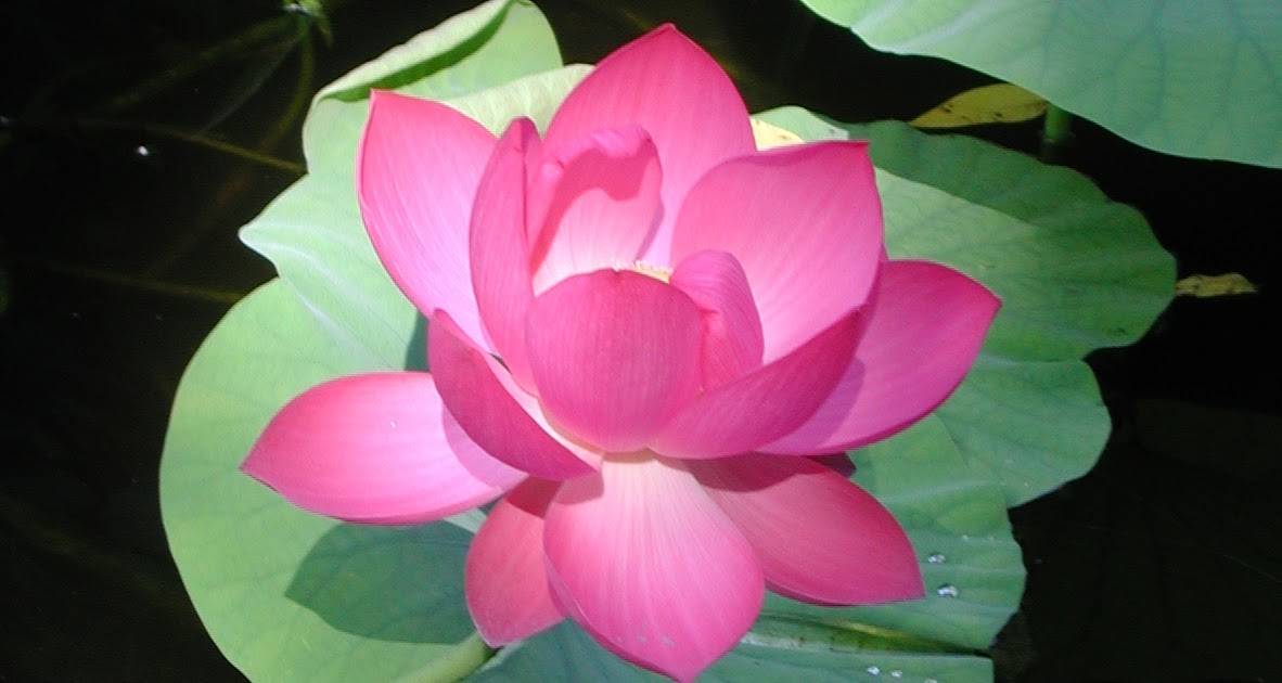 The Phytophactor: How do you explain a lotus?