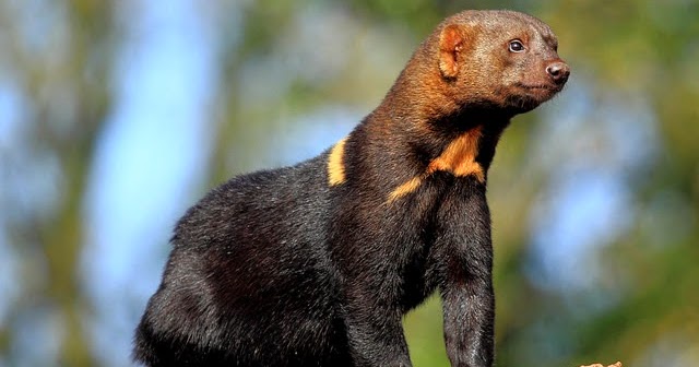 Wiki Animal 2: Eira barbara: Tolomuco