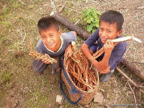 TRAMPA TRADICIONAL DE PESCA CON BARBASCO