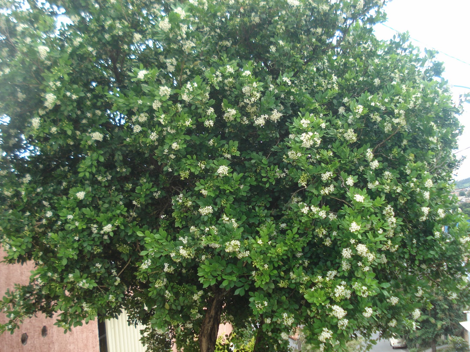 UM CAMINHO...: MURTA, A ÁRVORE CHEIROSA.