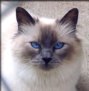 KUCING BALI ATAU BALINESE CAT | Bali Cats Lover