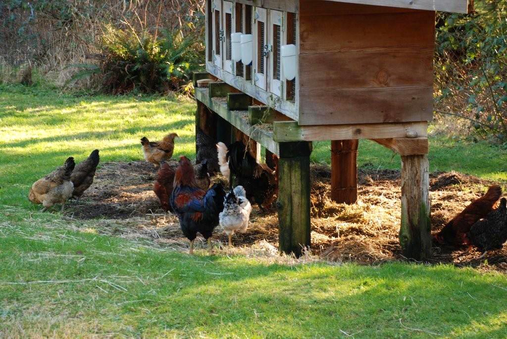 Applegarth Farm: free range chickens