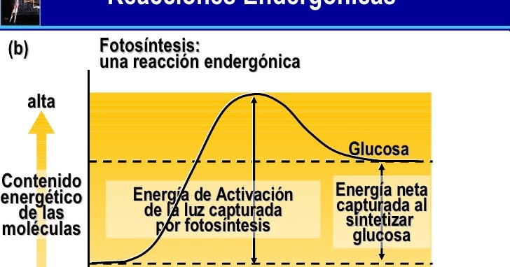 Biología para tus tareas: Reacciones Endergónicas.