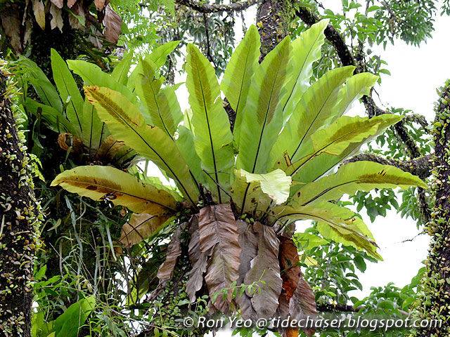 tHE tiDE cHAsER: Coastal Epiphytes, Ferns & Ground-dwelling Herbs of ...