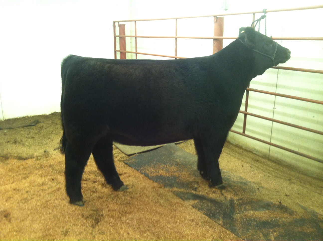 DIAMOND G CATTLE CO.: IA Beef Expo bound!!