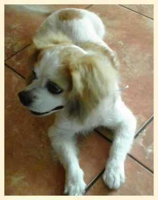 Ayudame a volver a casa: Cruce de pekines con cocker color blanco con ...