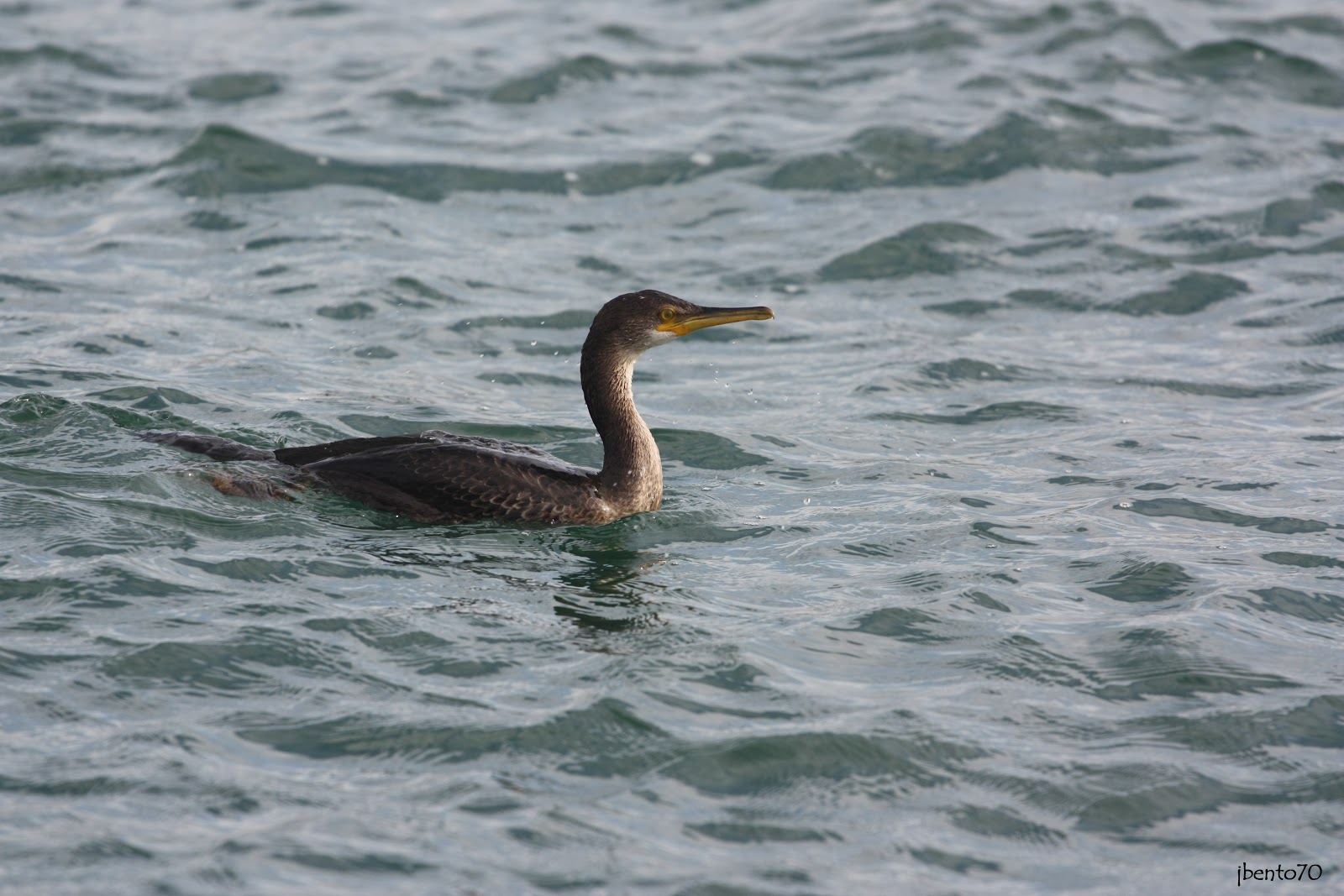Birding Cascais: Corvo-marinho-comum /Great Cormorant (Phalacrocorax ...