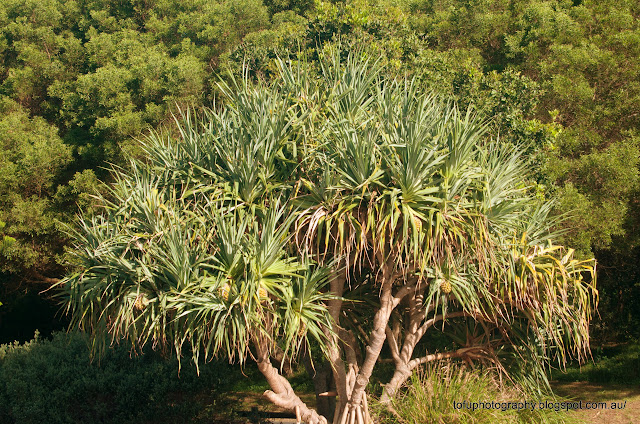 Tofu Photography: Pandanus tree