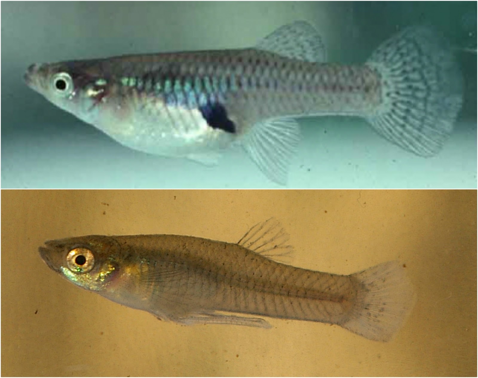 SBMA fights Zika, dengue with mosquitofish - BFAR | SubicNewsLink