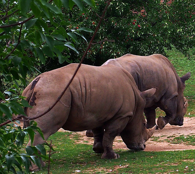 Kingfisher Imaging: Toronto Zoo Photography