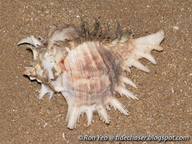 tHE tiDE cHAsER: Murexes, Rock Shells & Drills (Phylum Mollusca: Family ...