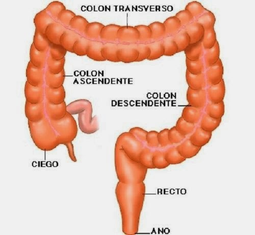 Los procesos de digestión y nutrición
