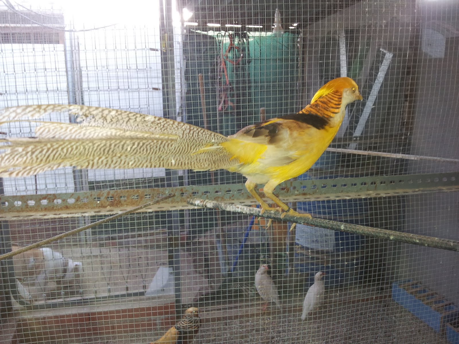 EL CORRAL DE COBOS: FAISÁN GIGI