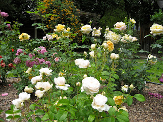 JeffCo Master Gardeners: Rose Care in the Spring by Donna Duffy