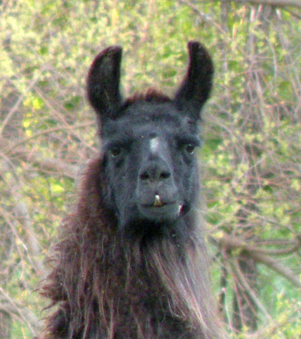 flux biota.: Save the drama for your Llama.