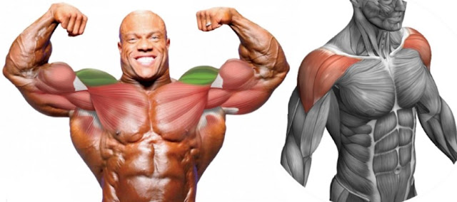 How To Build Big Shoulders, Safely