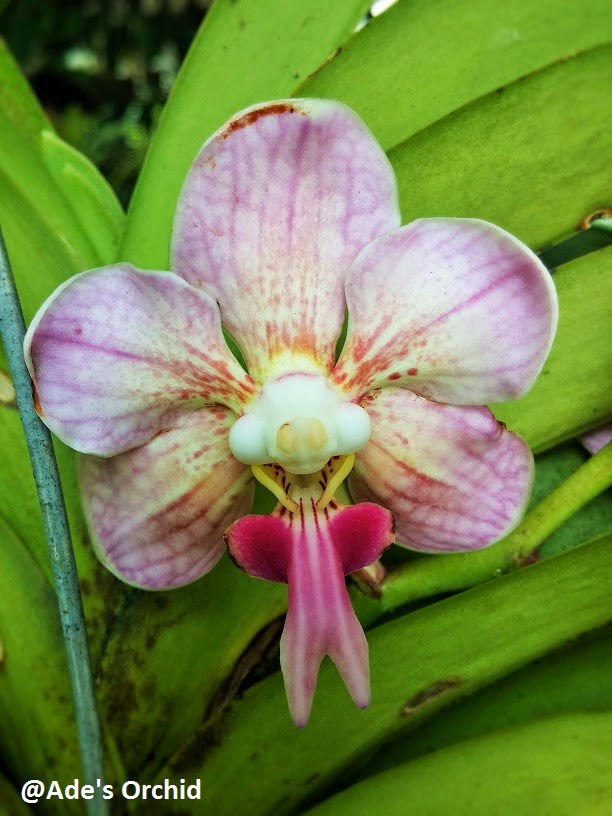 Ade's Orchid: Vanda foetida