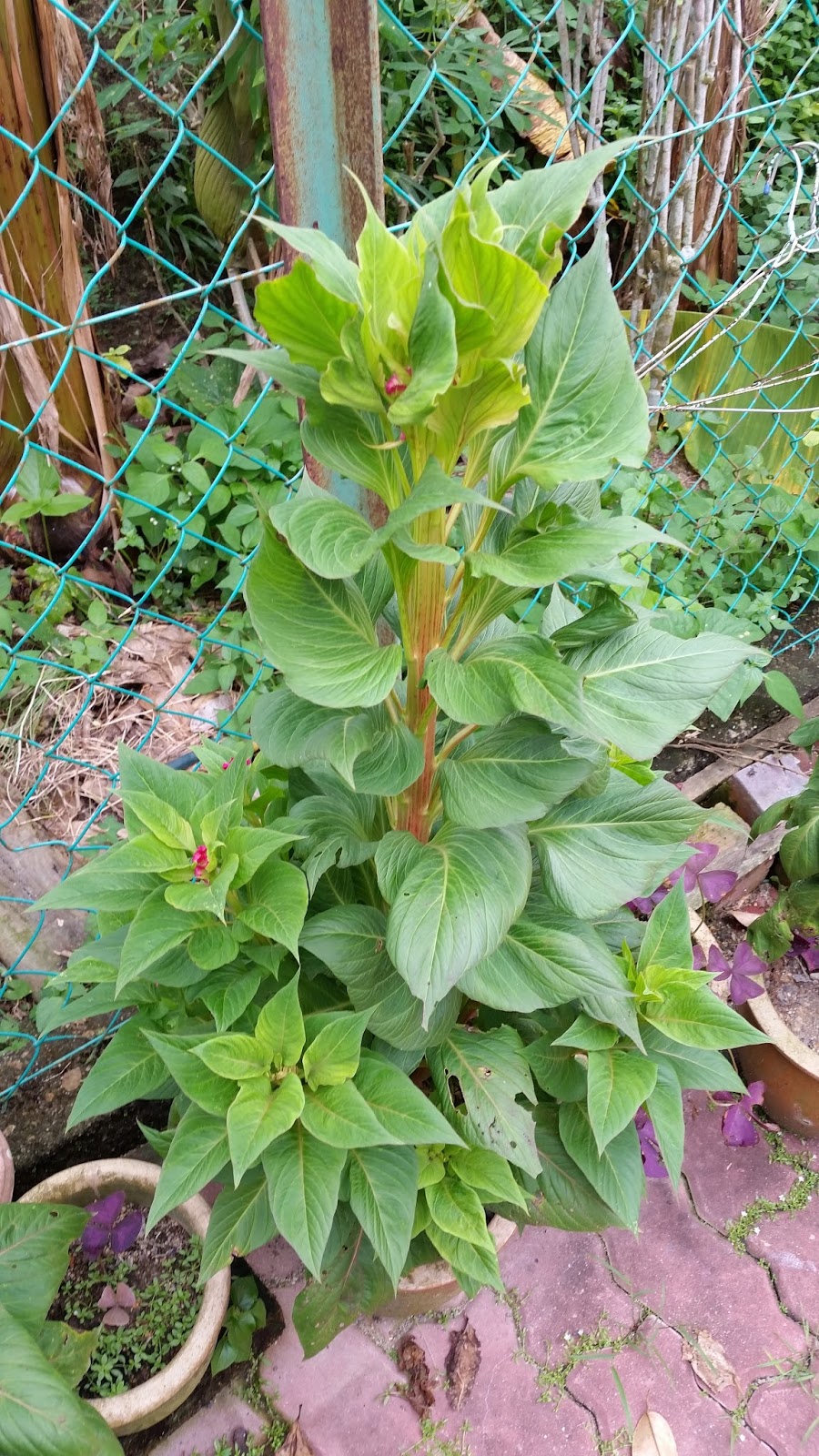 Warisan Petani: Pokok Bunga Balung Ayam