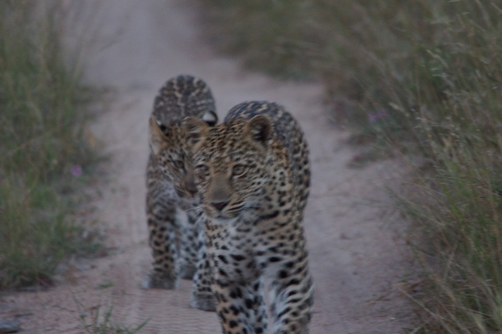 When Pigs Fly : On Safari...