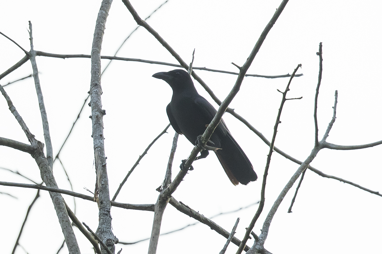 As The Crow Flies - a Hong Kong Birding Blog: Philippines - Palawan ...