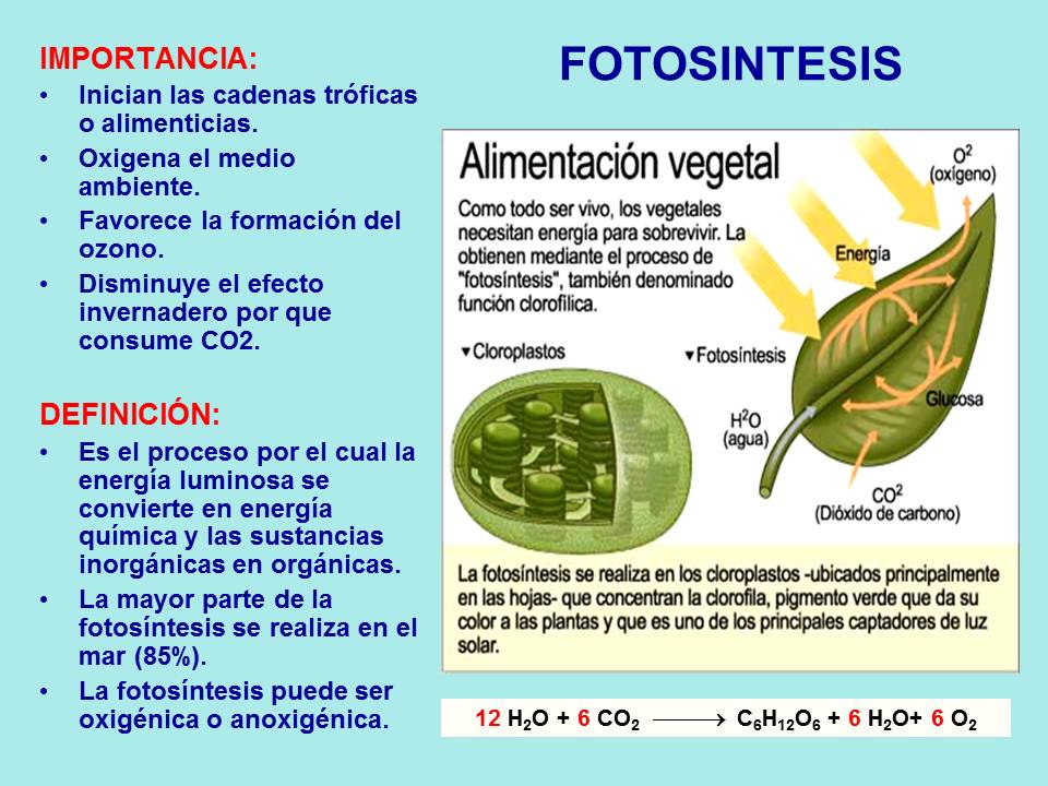 Biología didáctica: Bioenergética I - Fotosíntesis