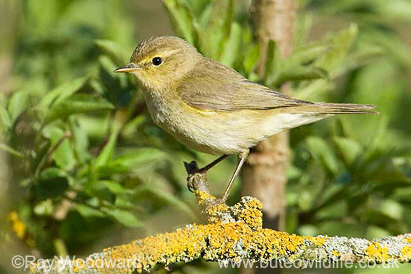 The Buteo Wildlife team's blog: Identification feature: “willow-wrens ...