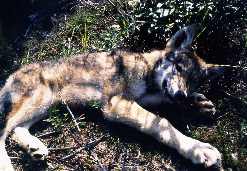 UM DIA DE CAMPO: O lobo-ibérico (Canis lupus signatus)