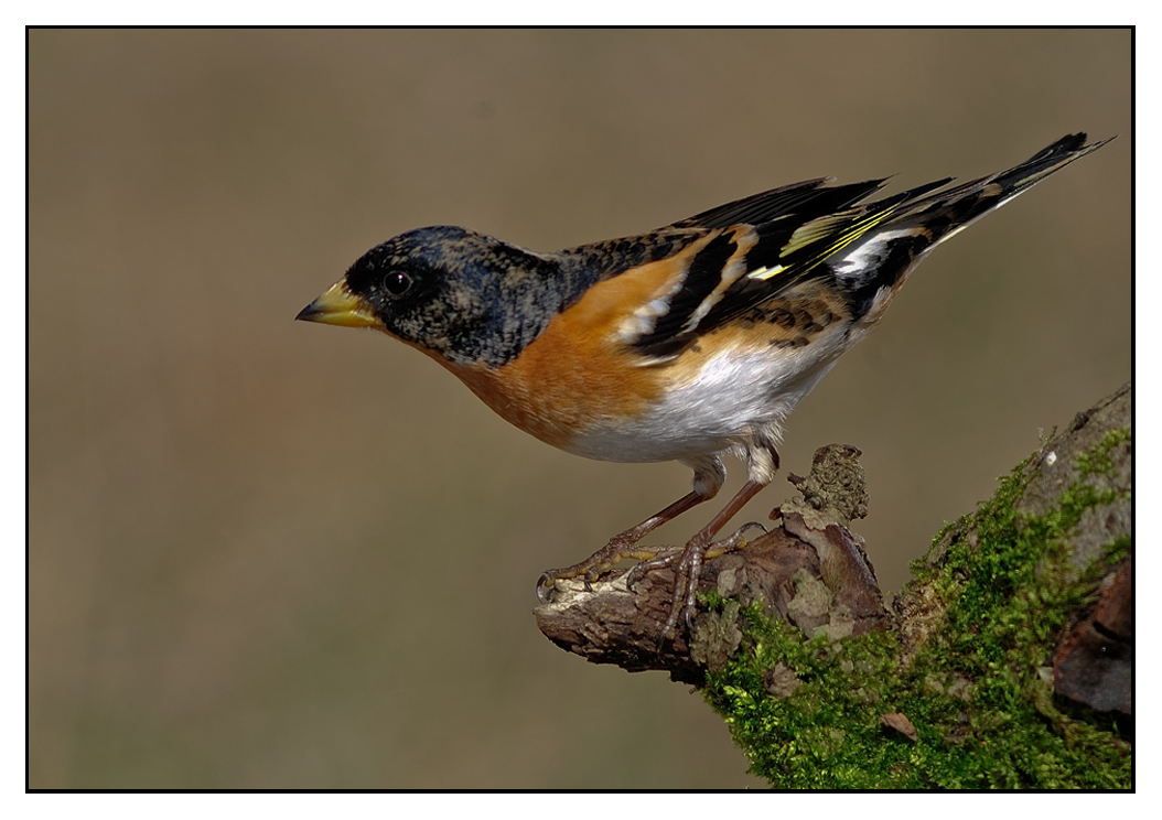La naturaleza que nos rodea: Gracias pinzones por estos momentos