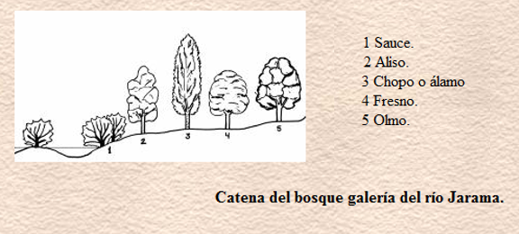 BLOG DE GEOGRAFÍA Profesor Pedro Oña: PAISAJE VEGETAL DE RIBERA