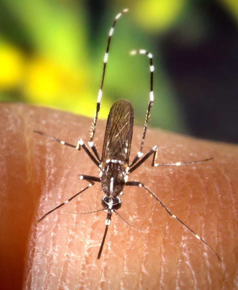 El eco-instituto: Mosquitos