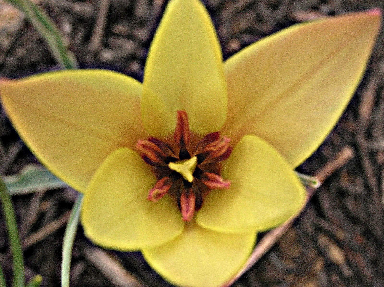 Splendid Little Stars: inside xanthic flowers