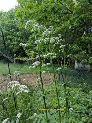 Valerian, how to grow, harvest and dry for use - Feathers in the woods
