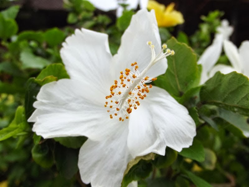 Jual bunga sepatu (kembang meribang) | MERAH, PUTIH, KUNING, PING ...