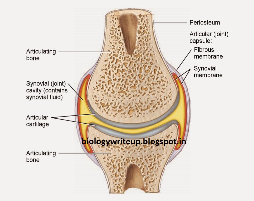 BIOLOGY WRITE-UP - BIOLOGY ARTICLES: JOINTS OF HUMAN SKELETAL SYSTEM ...