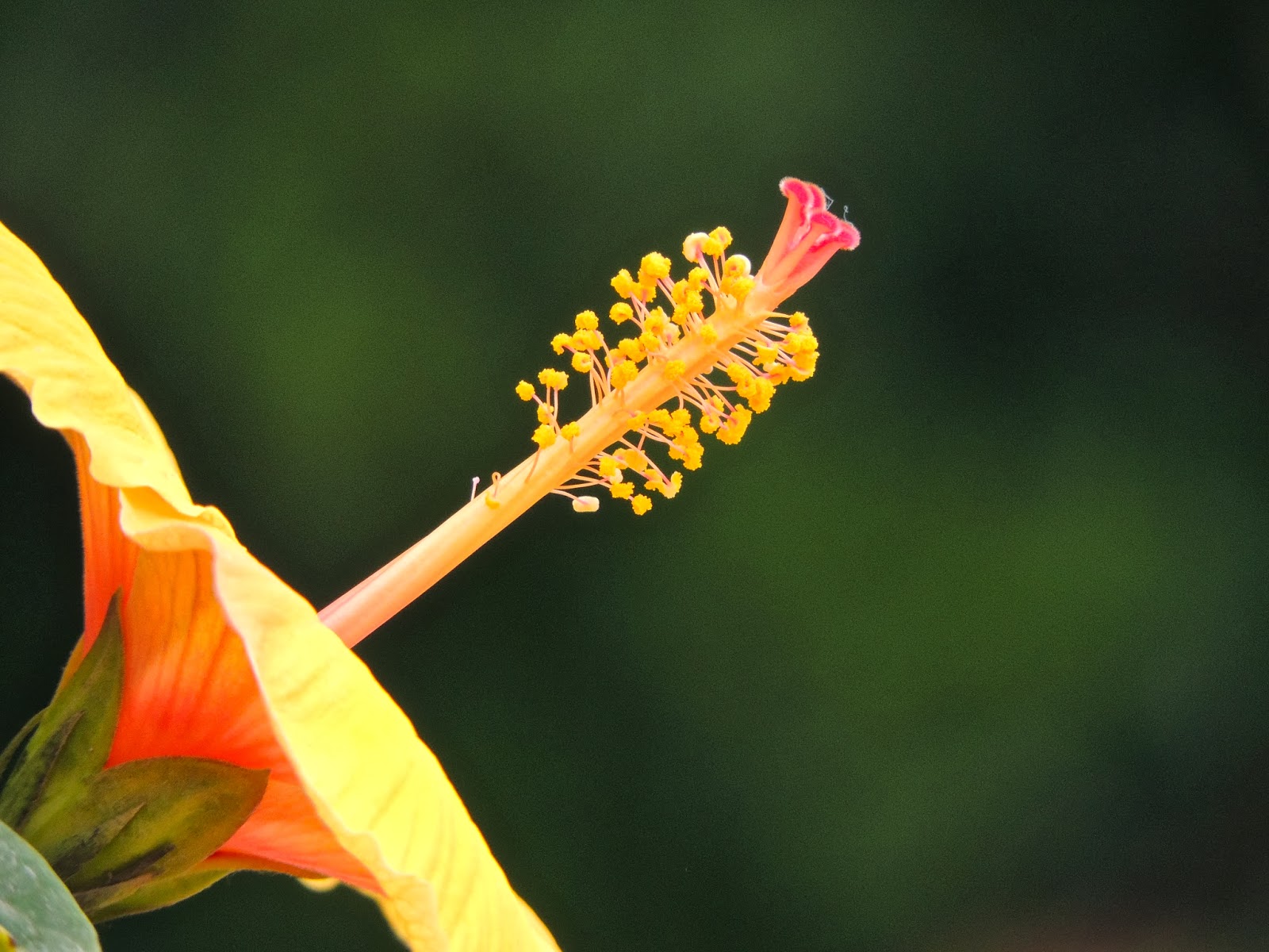 Scottsdale Daily Photo: Photo: Hibiscus Profile