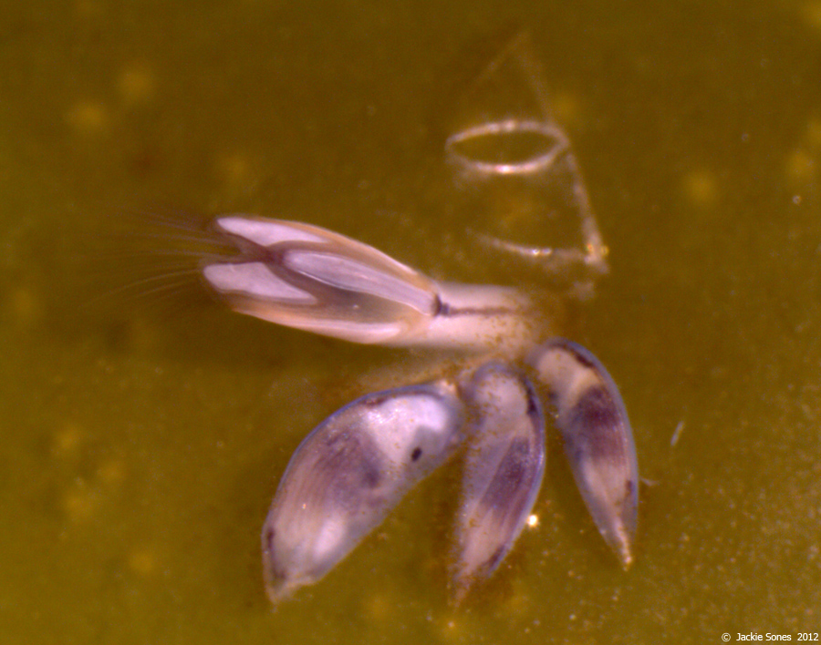 The Natural History of Bodega Head: Purple pelagic cyprids