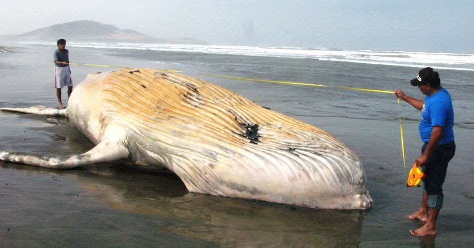 ASIA: UN MUNDO NATURAL POR DESCUBRIR: PROBLEMAS AMBIENTALES EN ASIA