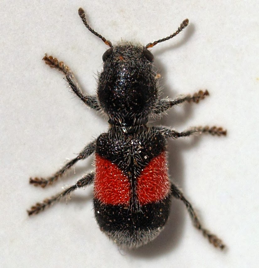 Arizona: Beetles, Bugs, Birds and more: Two rare Enoclerus species from ...