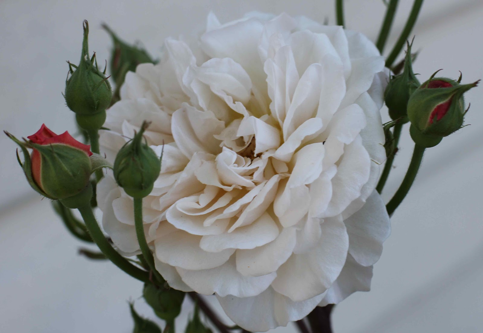 Wilder: Beautiful Blowsy Blooms