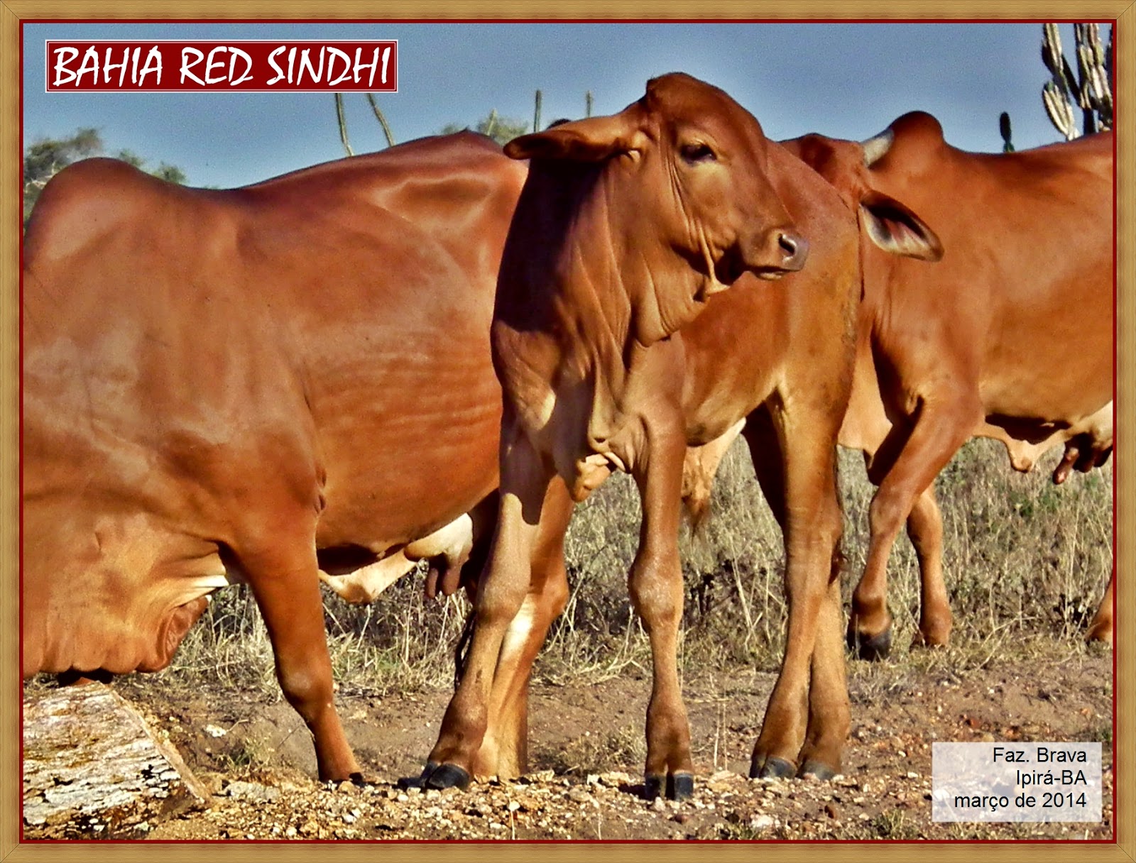Bahia Red Sindhi: POR QUE SINDI?