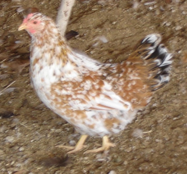 Aloha Chickens: Fall Breeder Pen #2