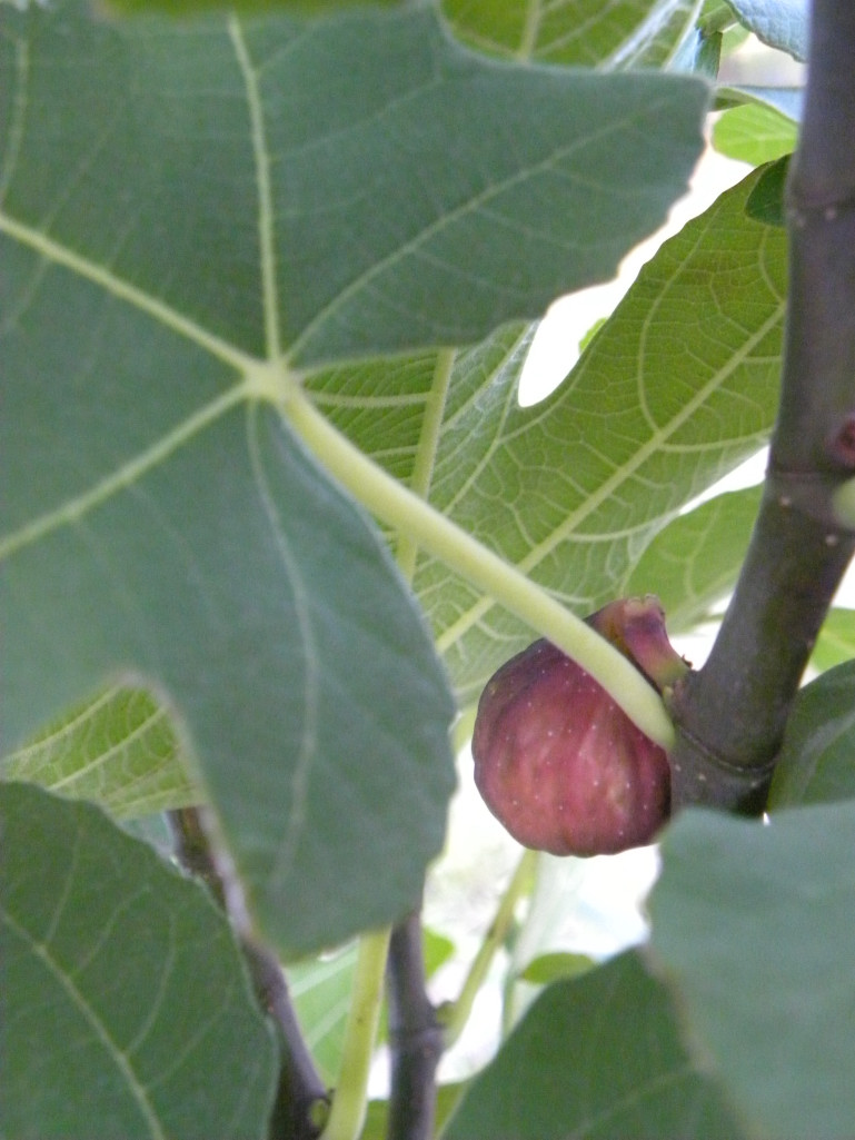 Diane's Texas Garden: Fig Tree