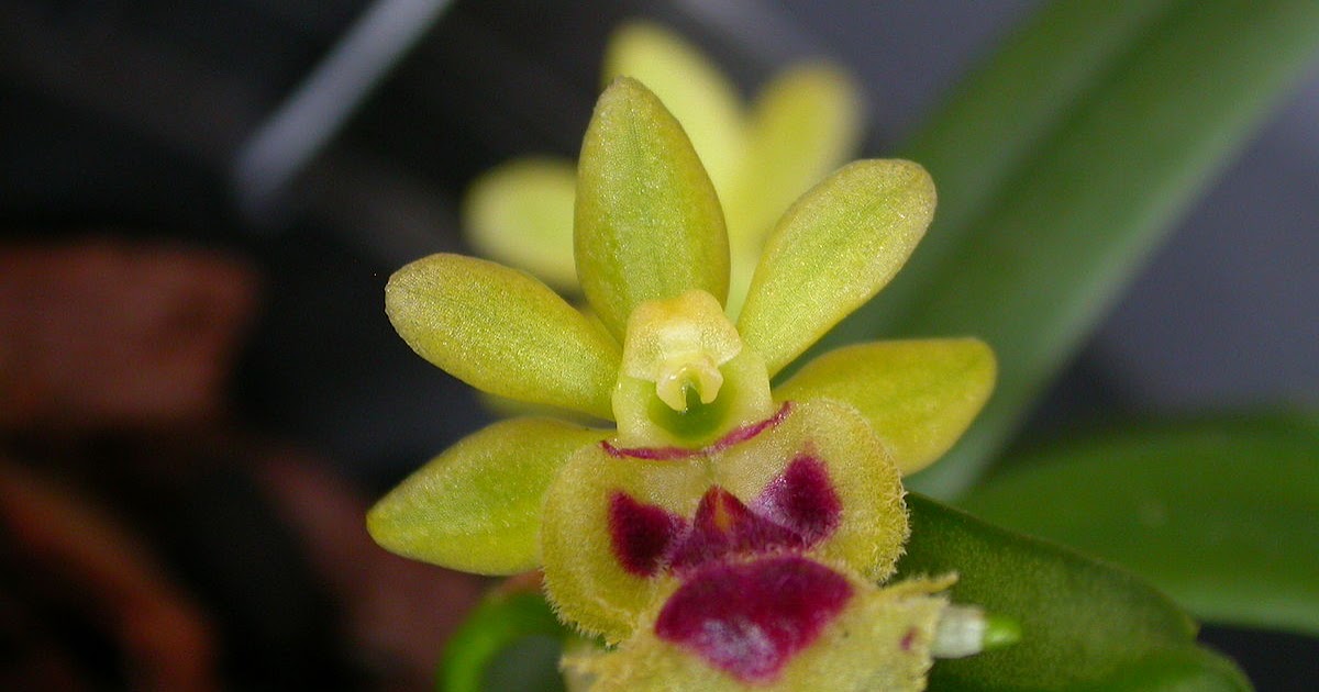 Haraella retrocalla care and culture | Travaldo's blog