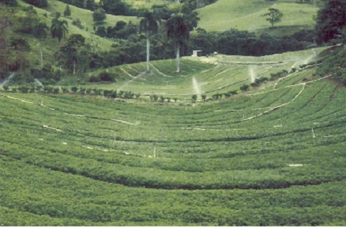 AgroNegocios: El Culantro Coyote,Cilantro Ancho (Eryngium Foetidum ...